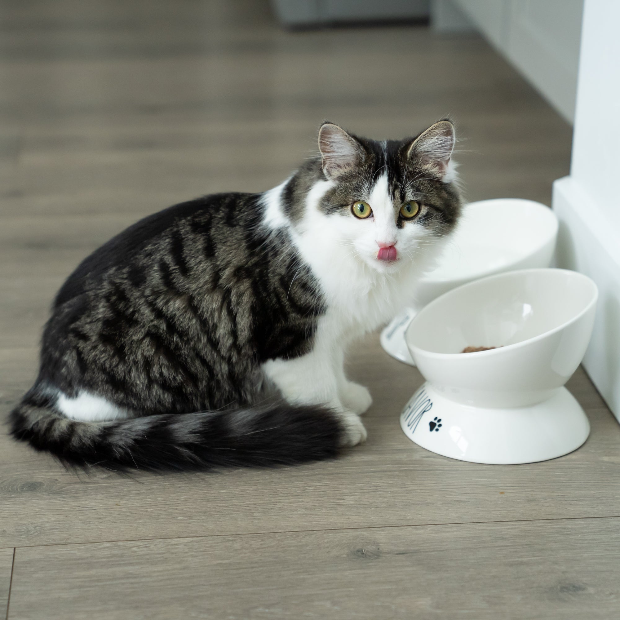 A Purrfect Solution: The Benefits of Elevated Ceramic Bowls for Cats ...